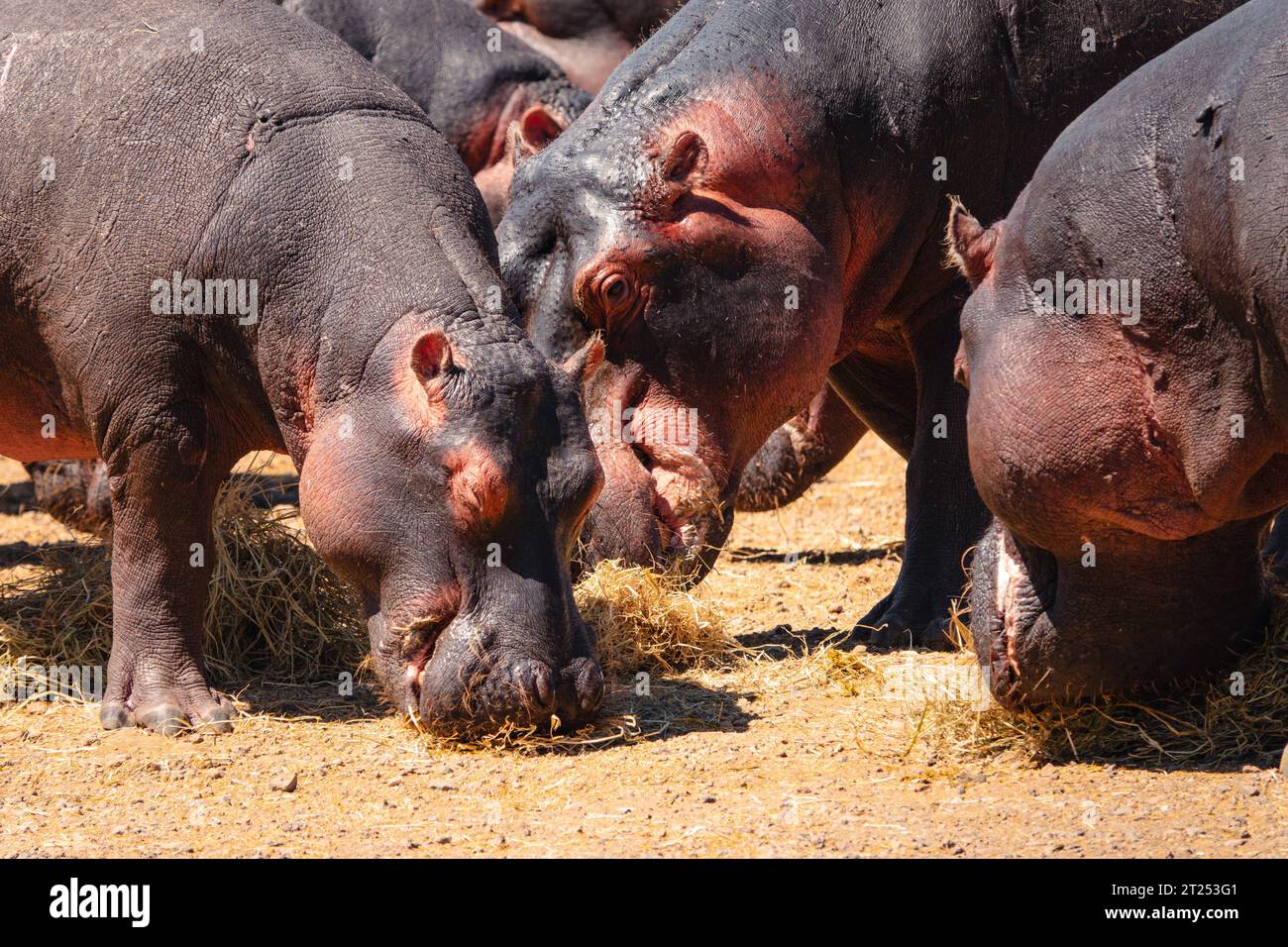 A pod of hippos feeding on hey at Lake Jipe at Tsavo National Park in ...