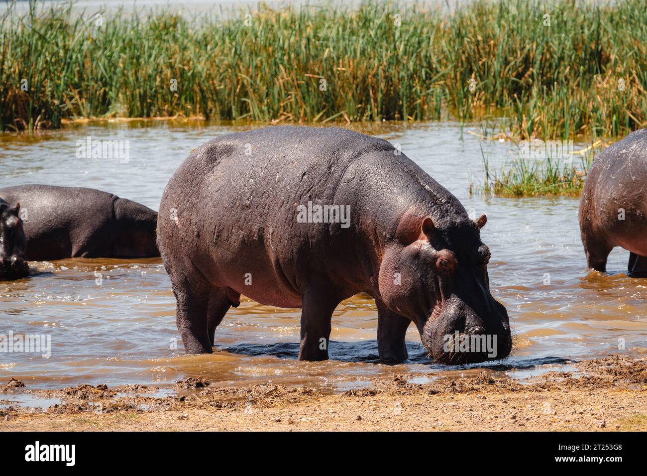 A pod of hippos feeding on hey at Lake Jipe at Tsavo National Park in ...