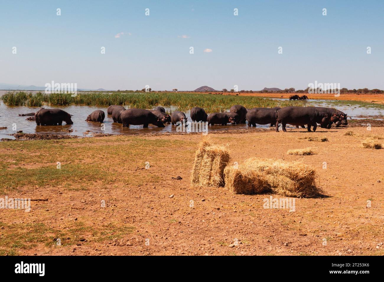 A pod of hippos feeding on hey at Lake Jipe at Tsavo National Park in ...