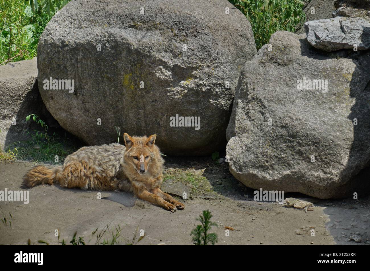 Golden jackal Canis aureus indicus lying on the ground next to a large ...