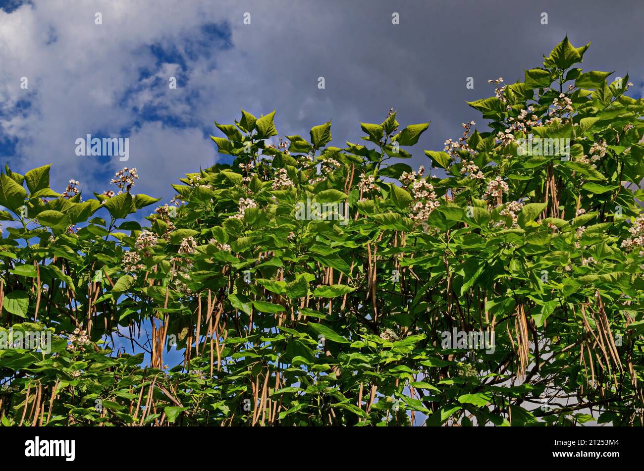 Crown of an Indian bean tree or Catalpa bignonioides with flowers and ...