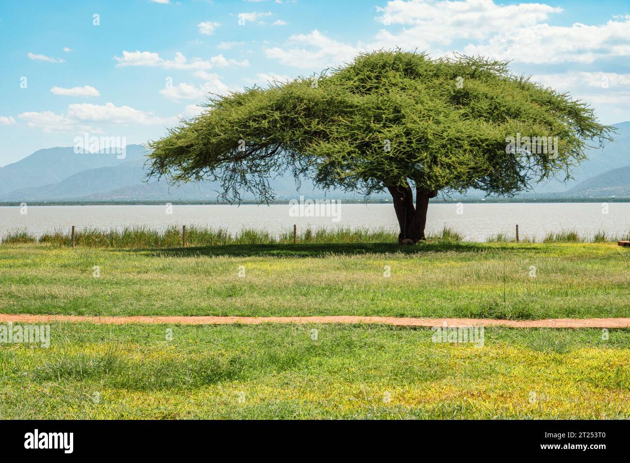 An Umbrella Thorn Acacia tree at the shores of Lake Jipe at Tsavo West ...
