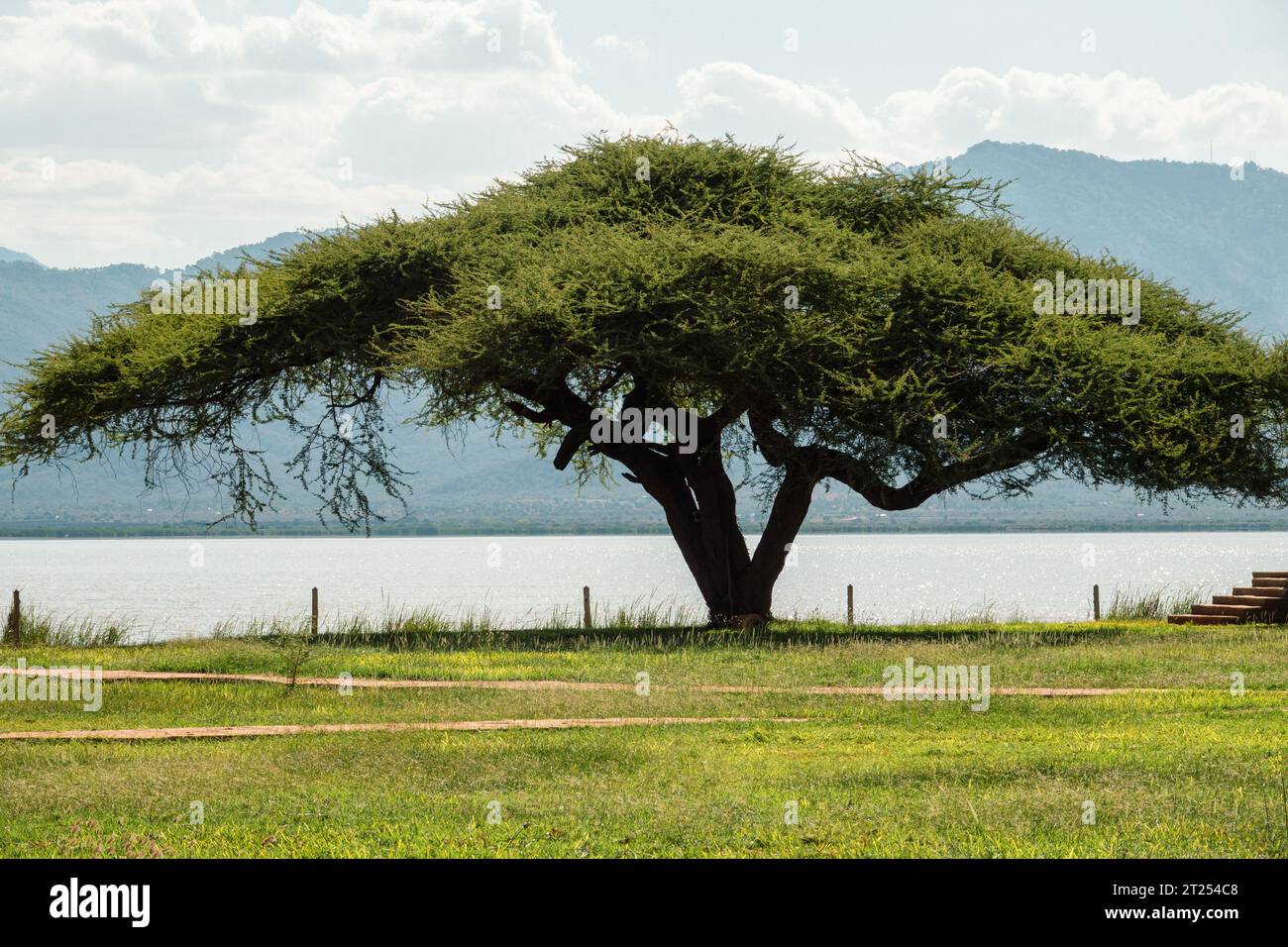 An Umbrella Thorn Acacia tree at the shores of Lake Jipe at Tsavo West ...