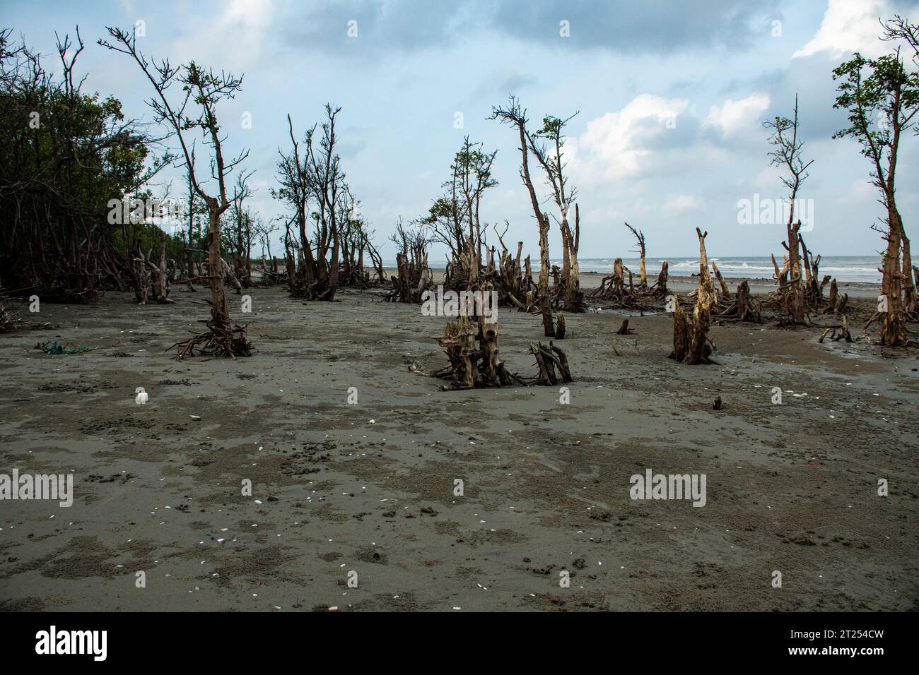 Gargan tree outlines hi-res stock photography and images - Alamy