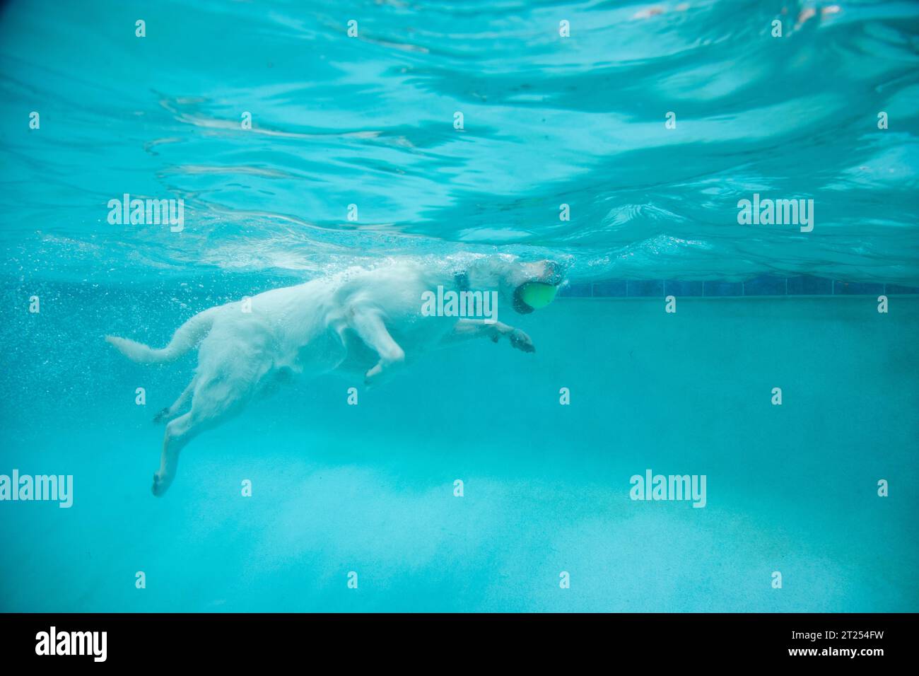 Underwater view of an English Labrador retriever swimming underwater in ...
