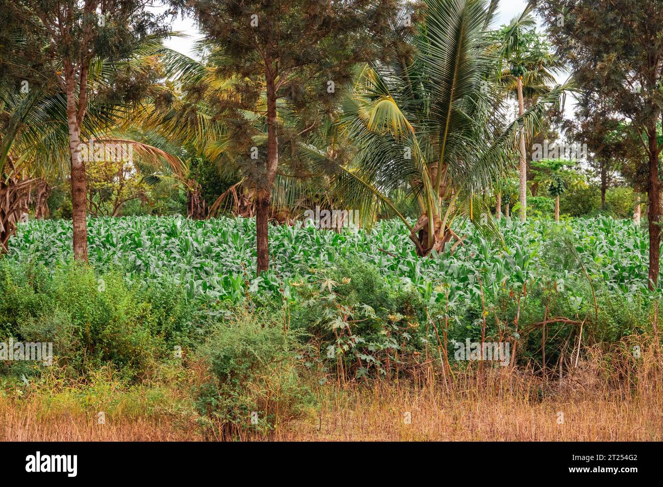 A small scale Maize plantations farm in Mwatate Town in rural Kenya ...