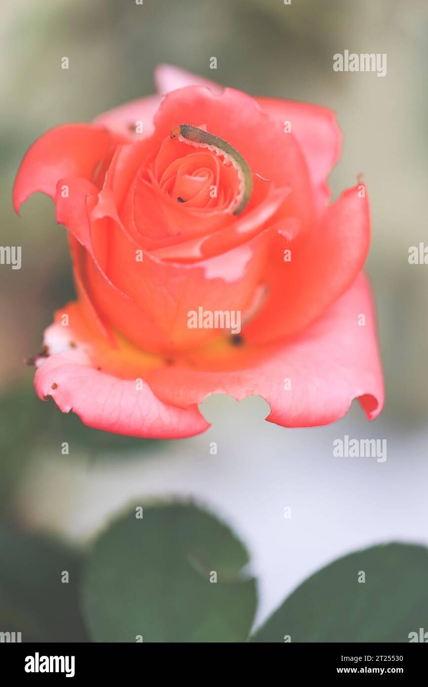 Caterpillar garden rose hi-res stock photography and images - Alamy
