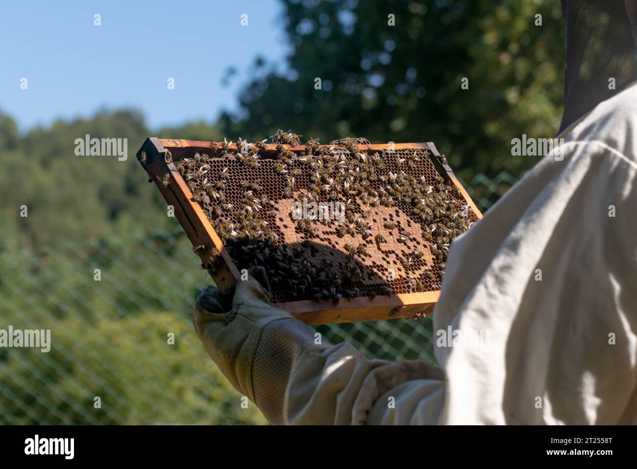 Rear view of a beekeeper observing a honeycomb in an apiary Stock Photo ...
