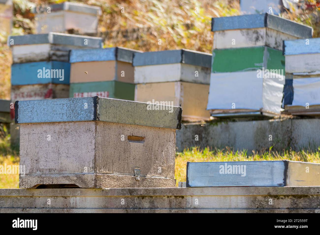 Beehives in the apiary of a small rural organic honey farm Stock Photo ...