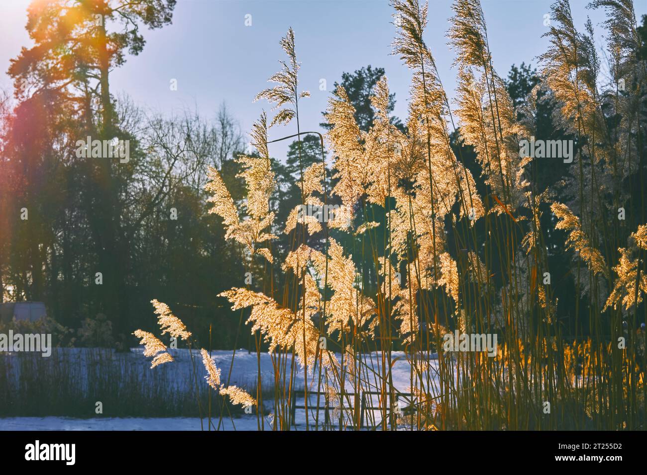 Dried cane reeds in sunny beam. Sky and winter forest Stock Photo - Alamy