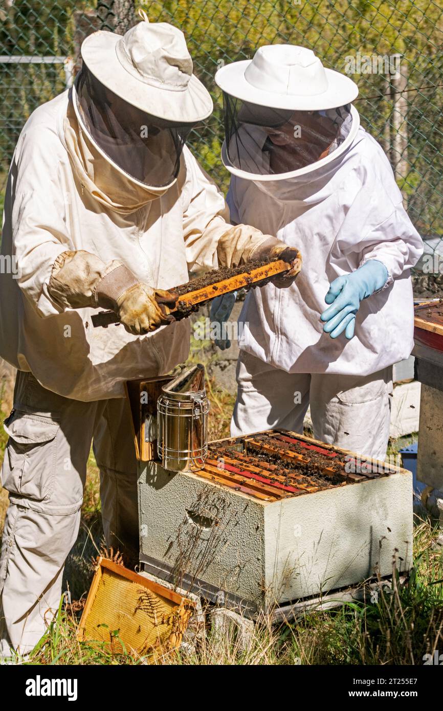 Two beekeepers looking at a honeycomb freshly extracted from a hive ...