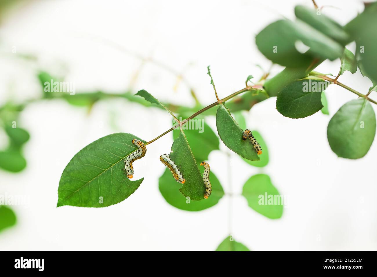 Four leaf rose hi-res stock photography and images - Alamy