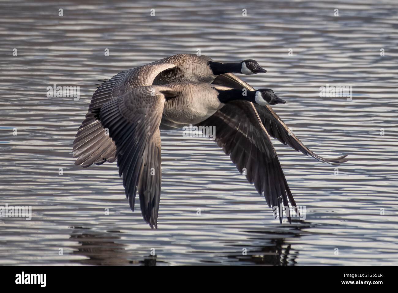 Two Canadian Geese Flying side by side over water, British Columbia ...