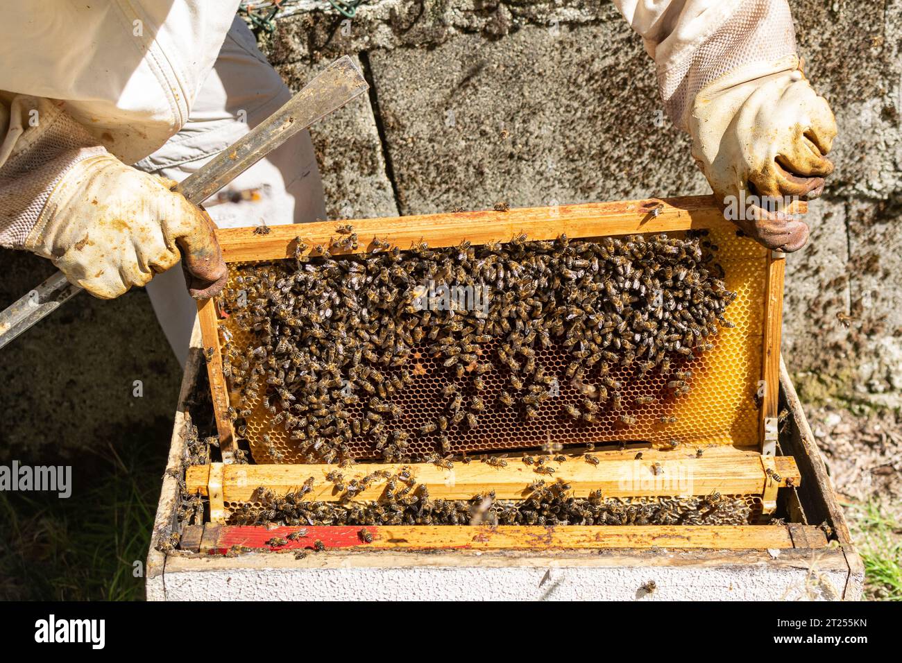 Close-up of a beekeeper removing a honeycomb from an apiary Stock Photo ...