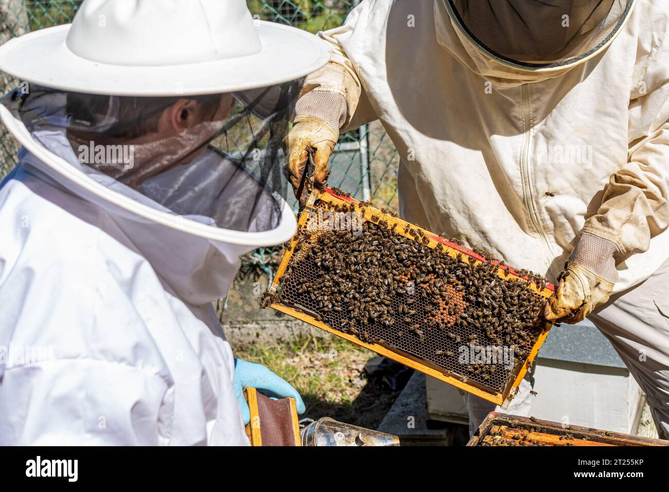 Two beekeepers looking at a honeycomb freshly extracted from a hive ...