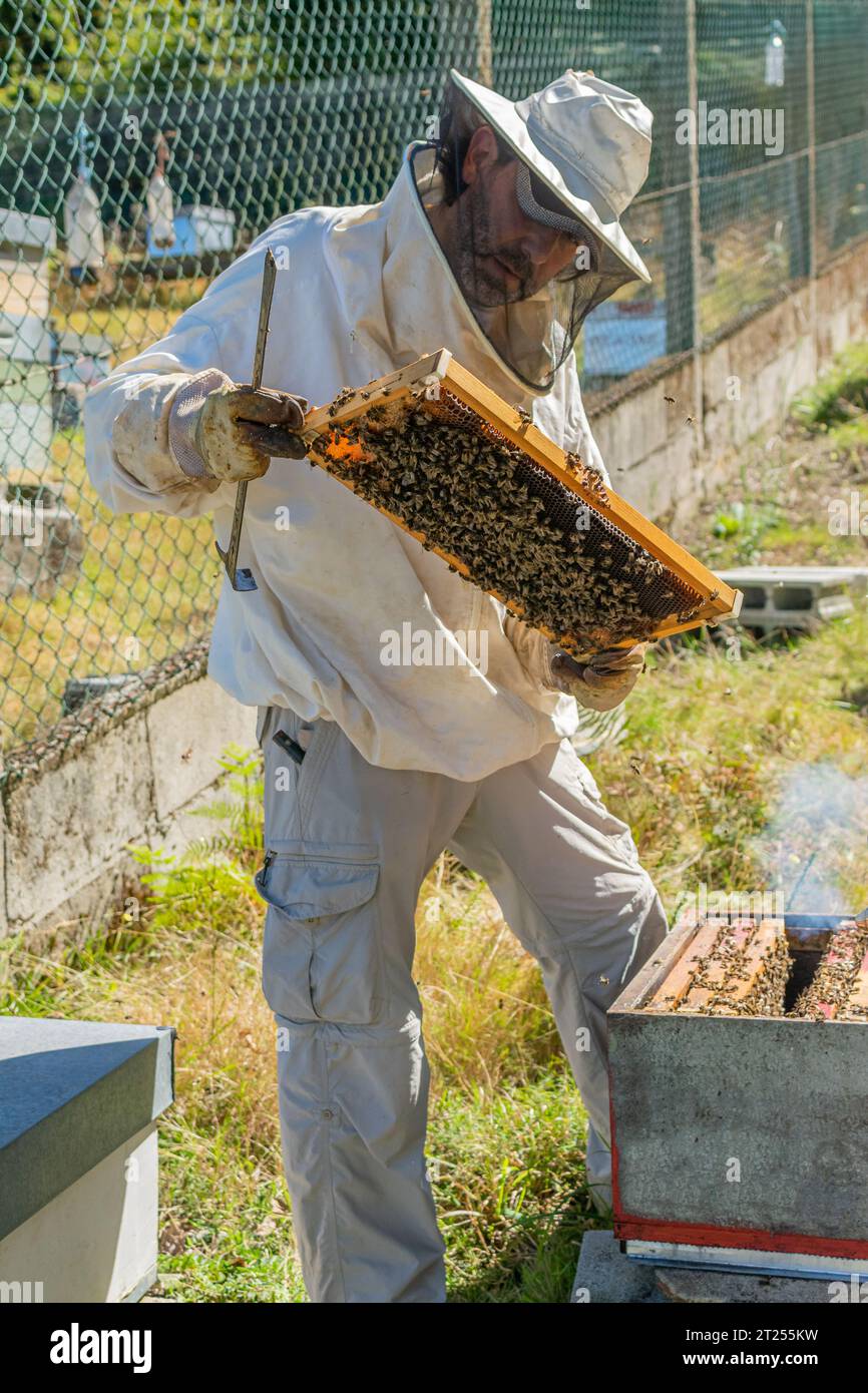 Front view of a man beekeeper observing a hive of newly extracted bees ...