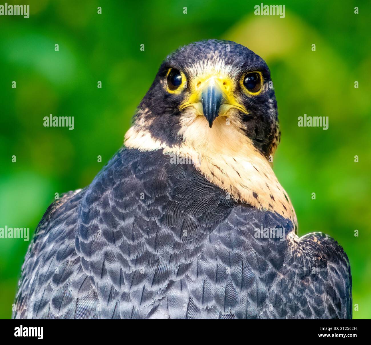 Close-Up portrait of a Peregrine Falcon, British Columbia, Canada Stock ...