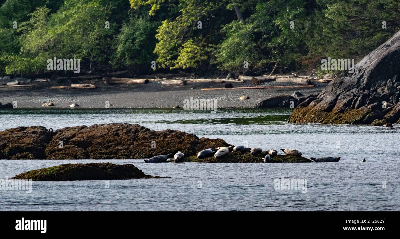 Seals in british columbia hi-res stock photography and images - Alamy