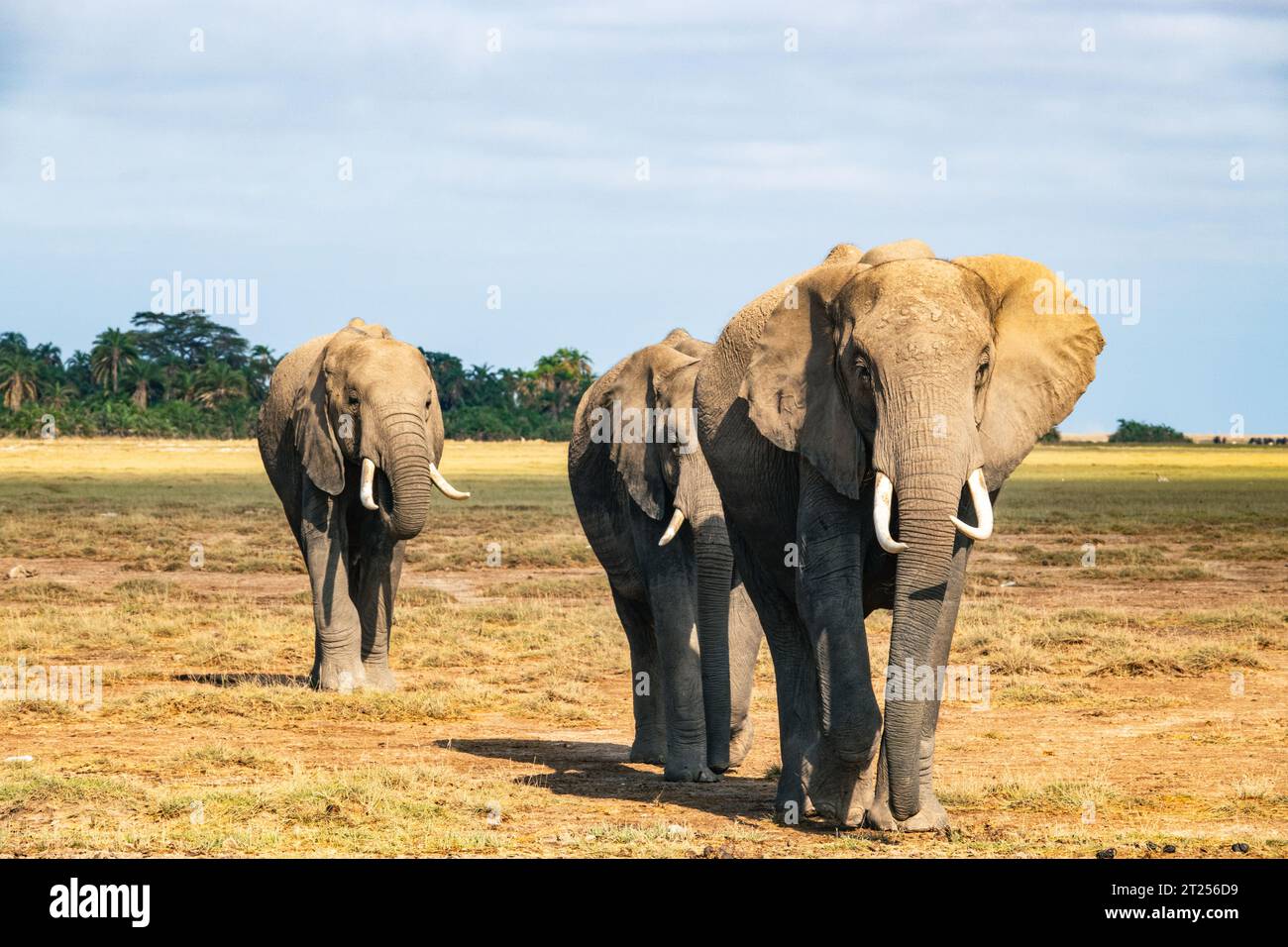 A matriarch African Elephant leading a herd at Amboseli National Park ...