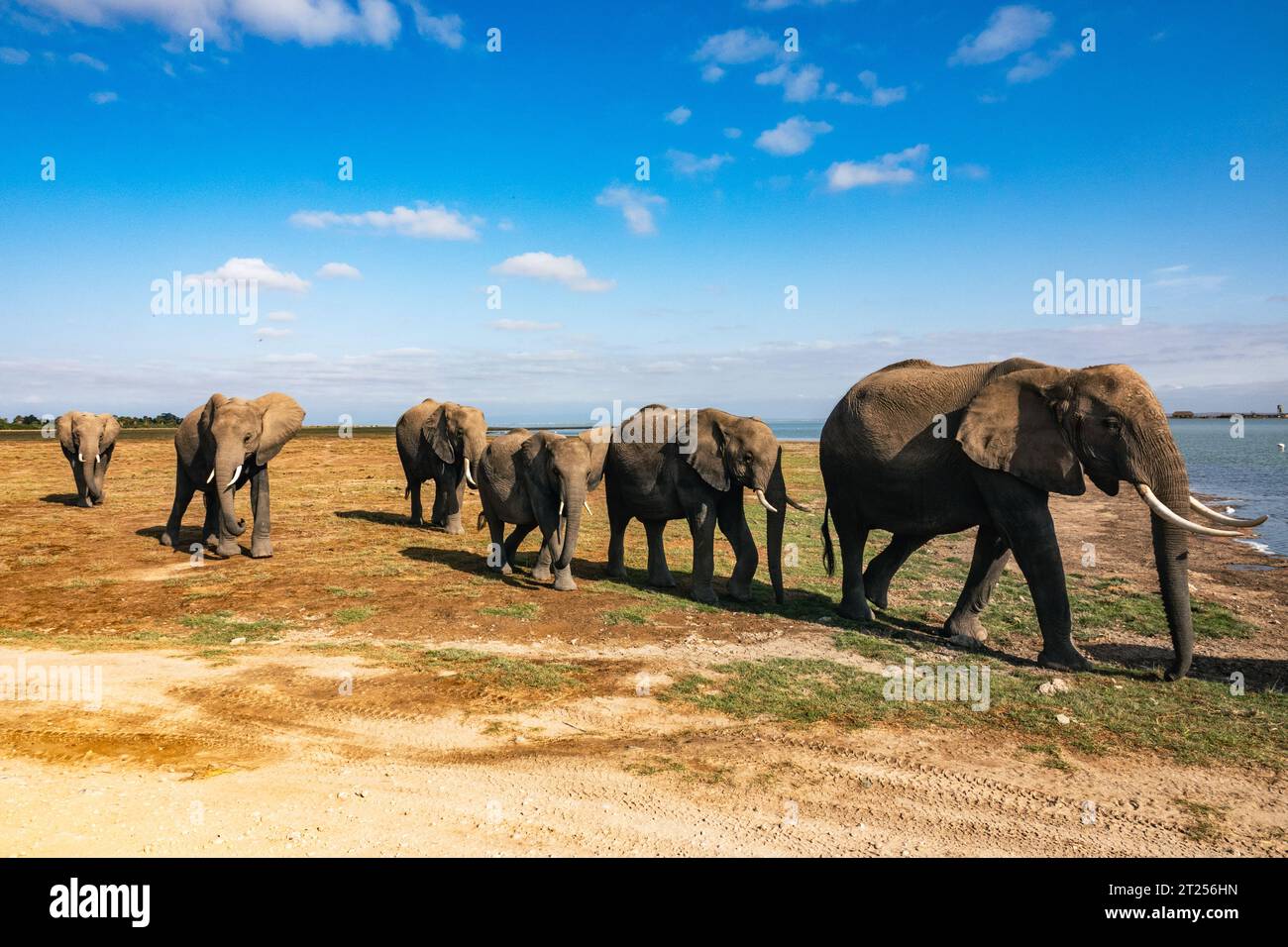 A matriarch African Elephant leading a herd at Amboseli National Park ...