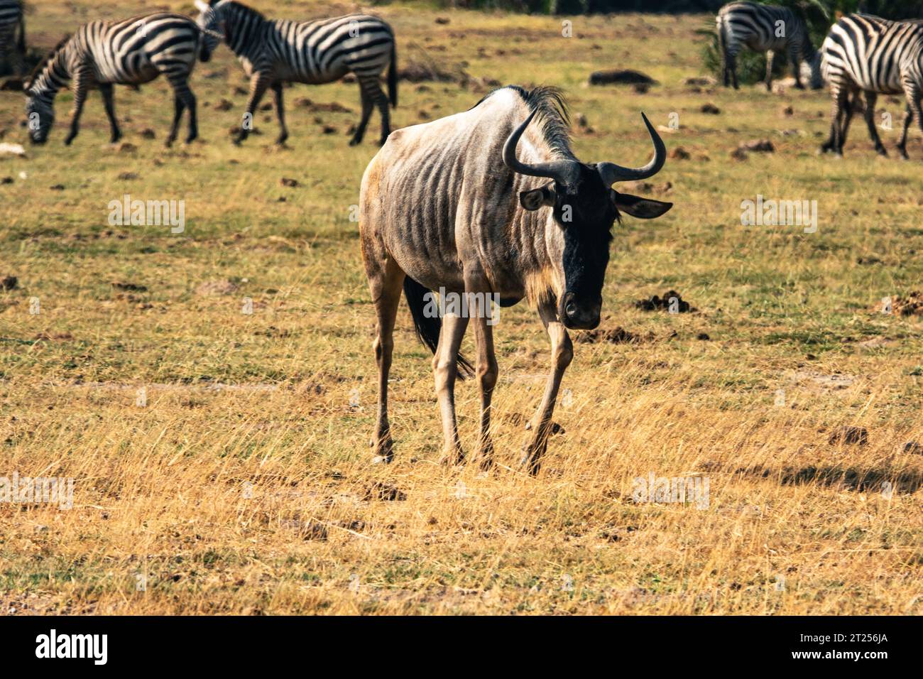 A herd of Wildebeast in the wild at Amboseli National Park, Kenya Stock ...