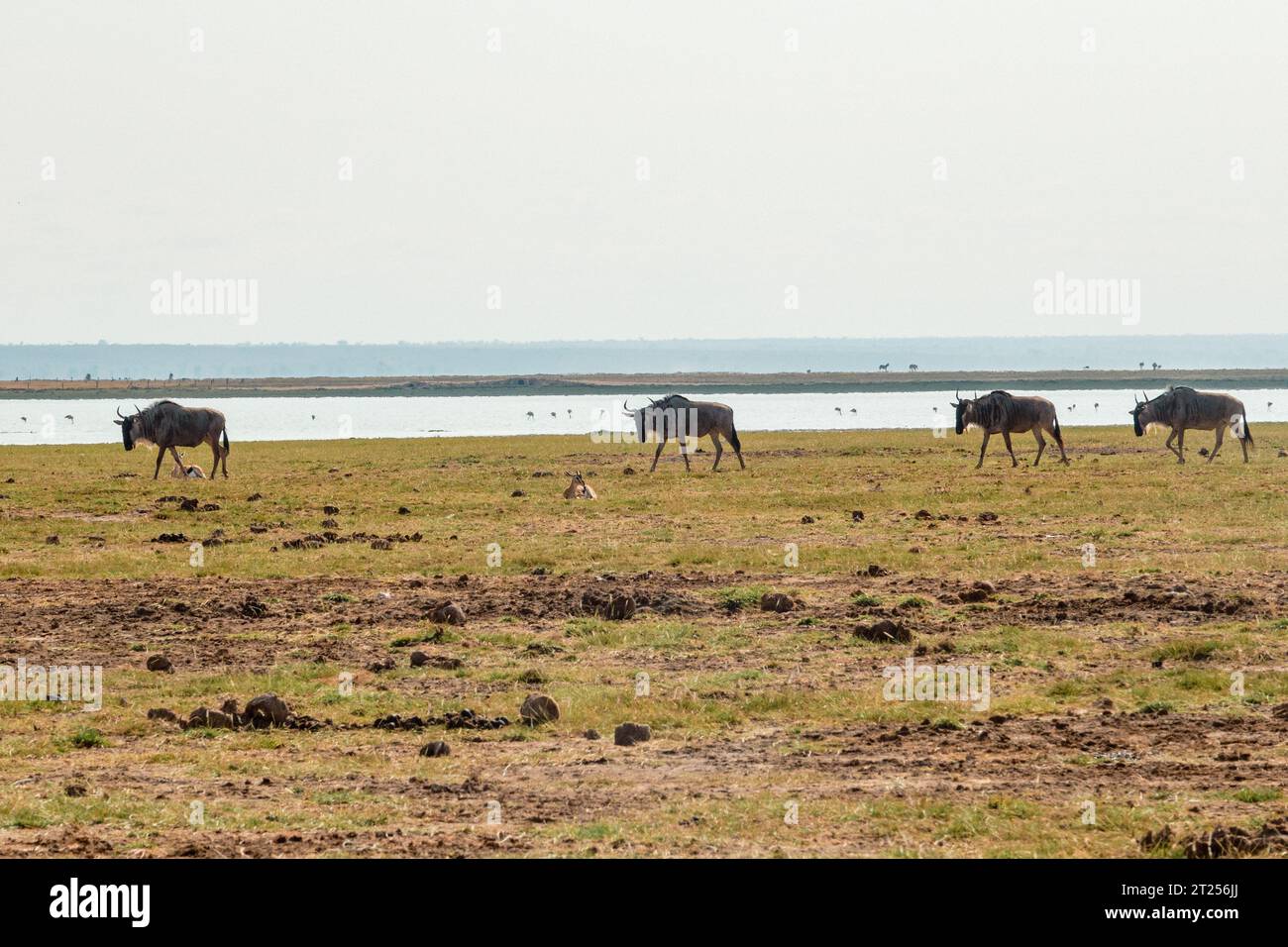 A herd of Wildebeast in the wild at Amboseli National Park, Kenya Stock ...
