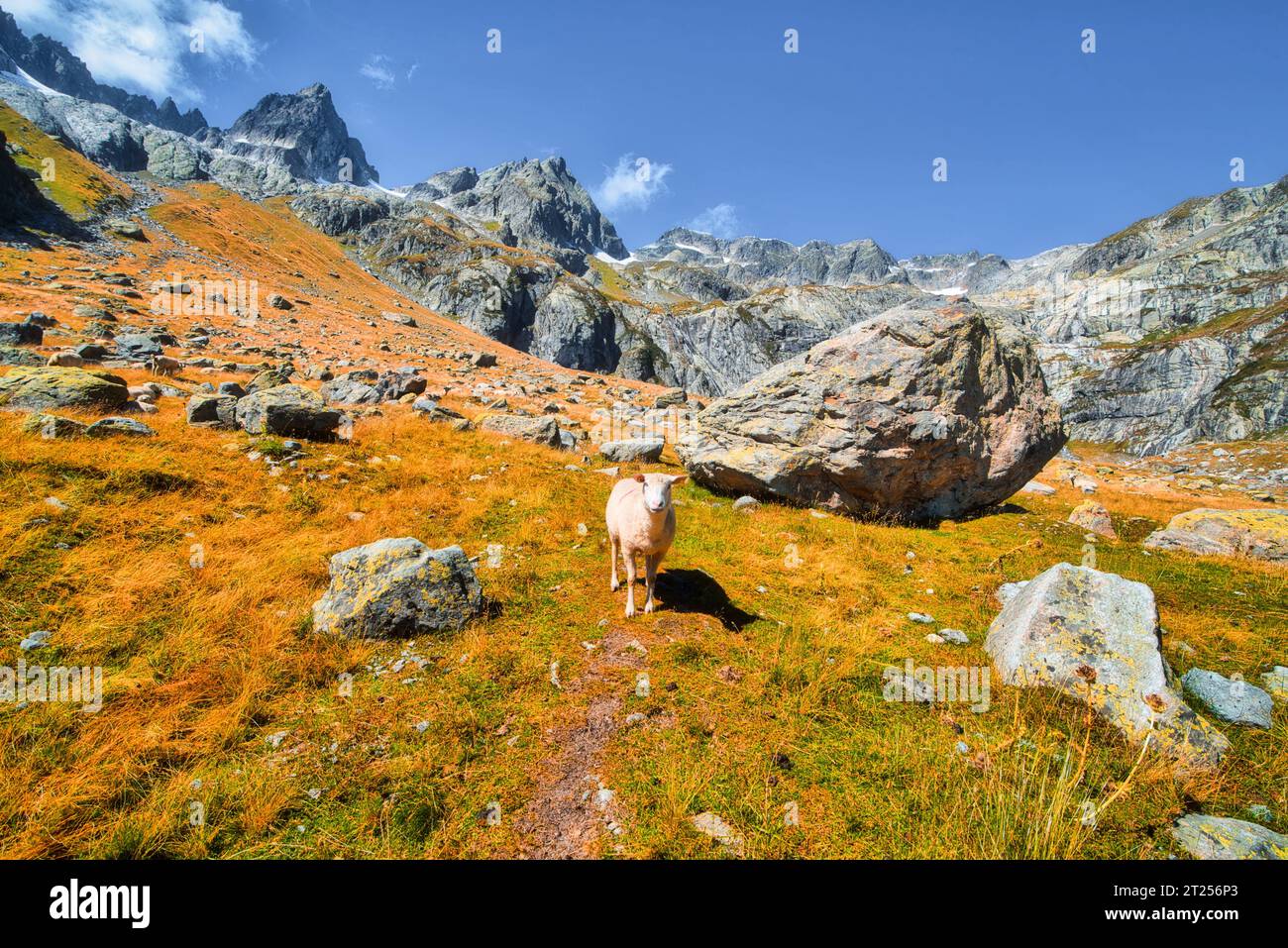 Standing sheep in landscape hi-res stock photography and images - Alamy