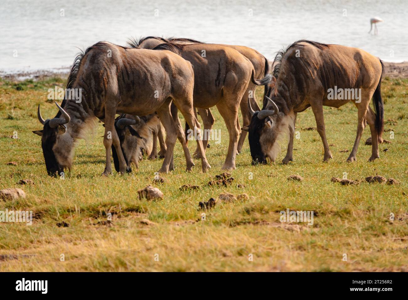 A herd of Wildebeast in the wild at Amboseli National Park, Kenya Stock ...