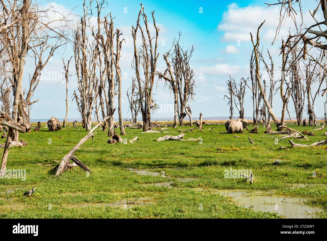 African Elephants grazing in a swamp at Amboseli National Park, Kenya ...