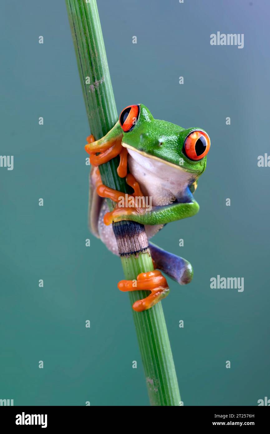 Close-up of a Red-eyed tree frog on a bamboo plant, Indonesia Stock ...