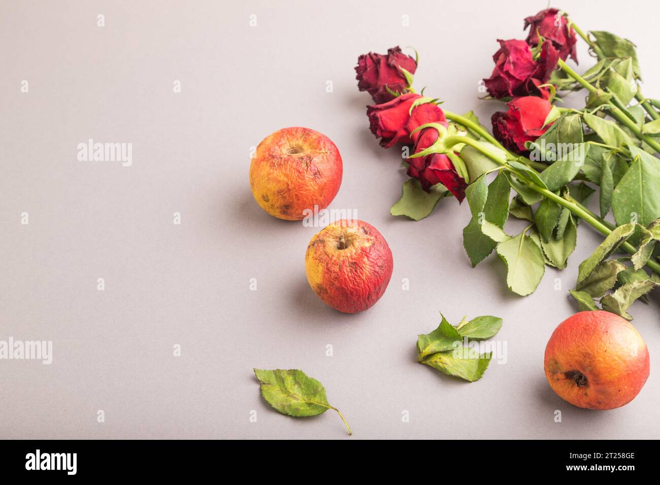 Withered, decaying, roses flowers and apples on gray pastel background ...