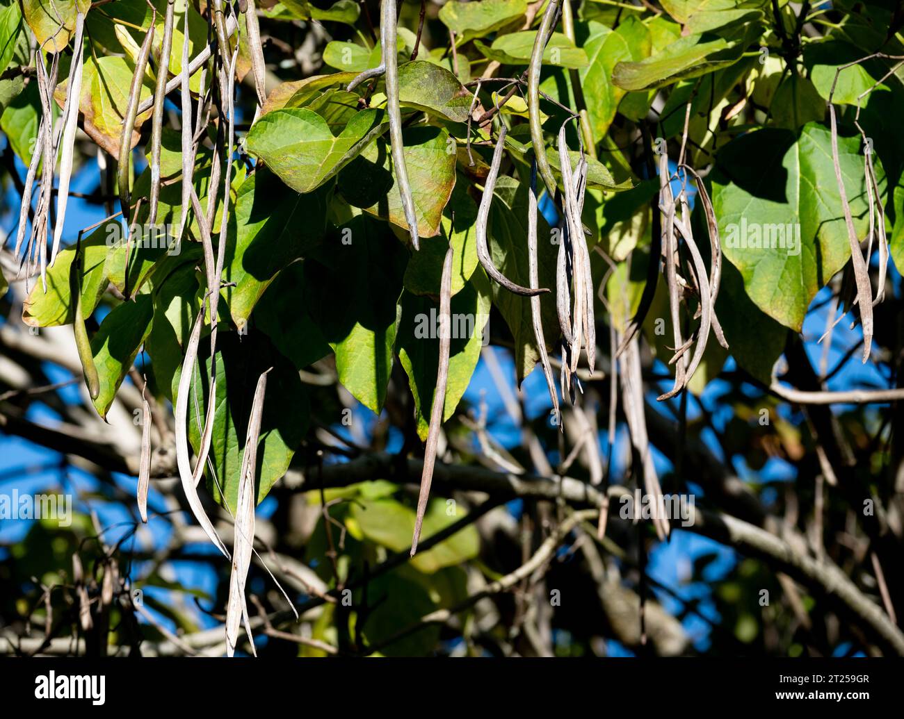 Catalpa bignonioides, Indian Bean Tree Stock Photo - Alamy