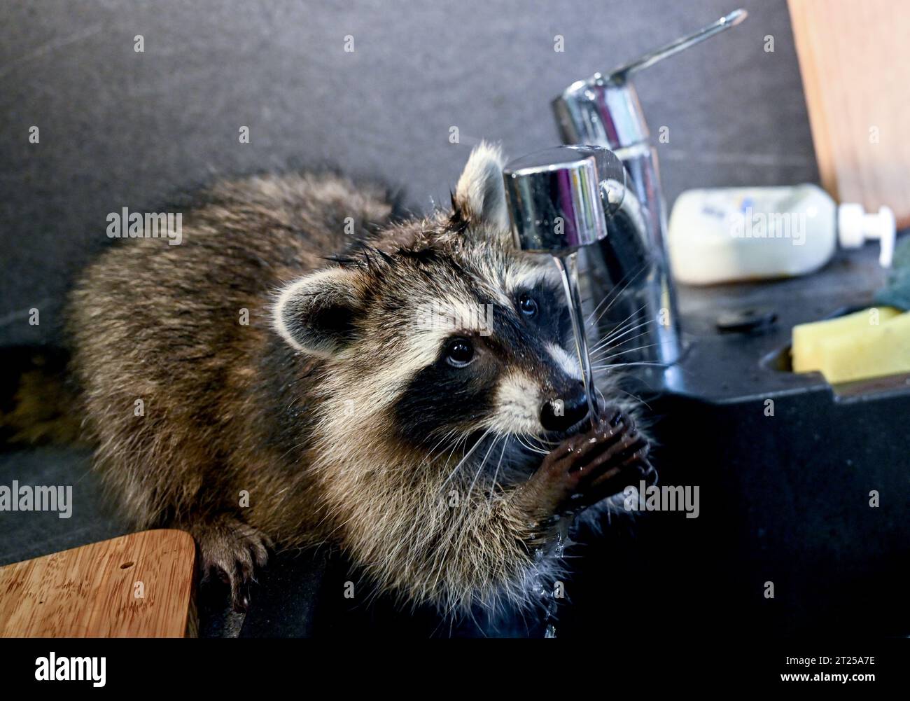 PRODUCTION - 31 August 2023, Berlin: A raccoon plays with water at a ...