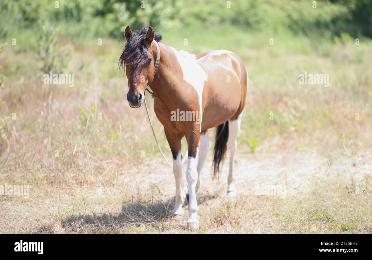 Light brown young colt stand in field, in flower meadow, wild animal in ...