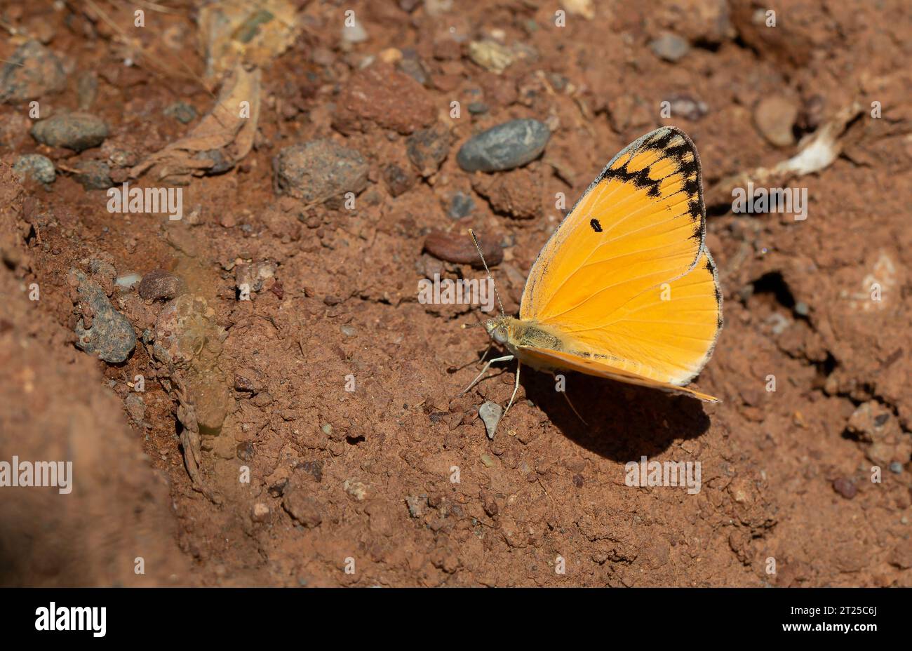 Colotis hi-res stock photography and images - Alamy
