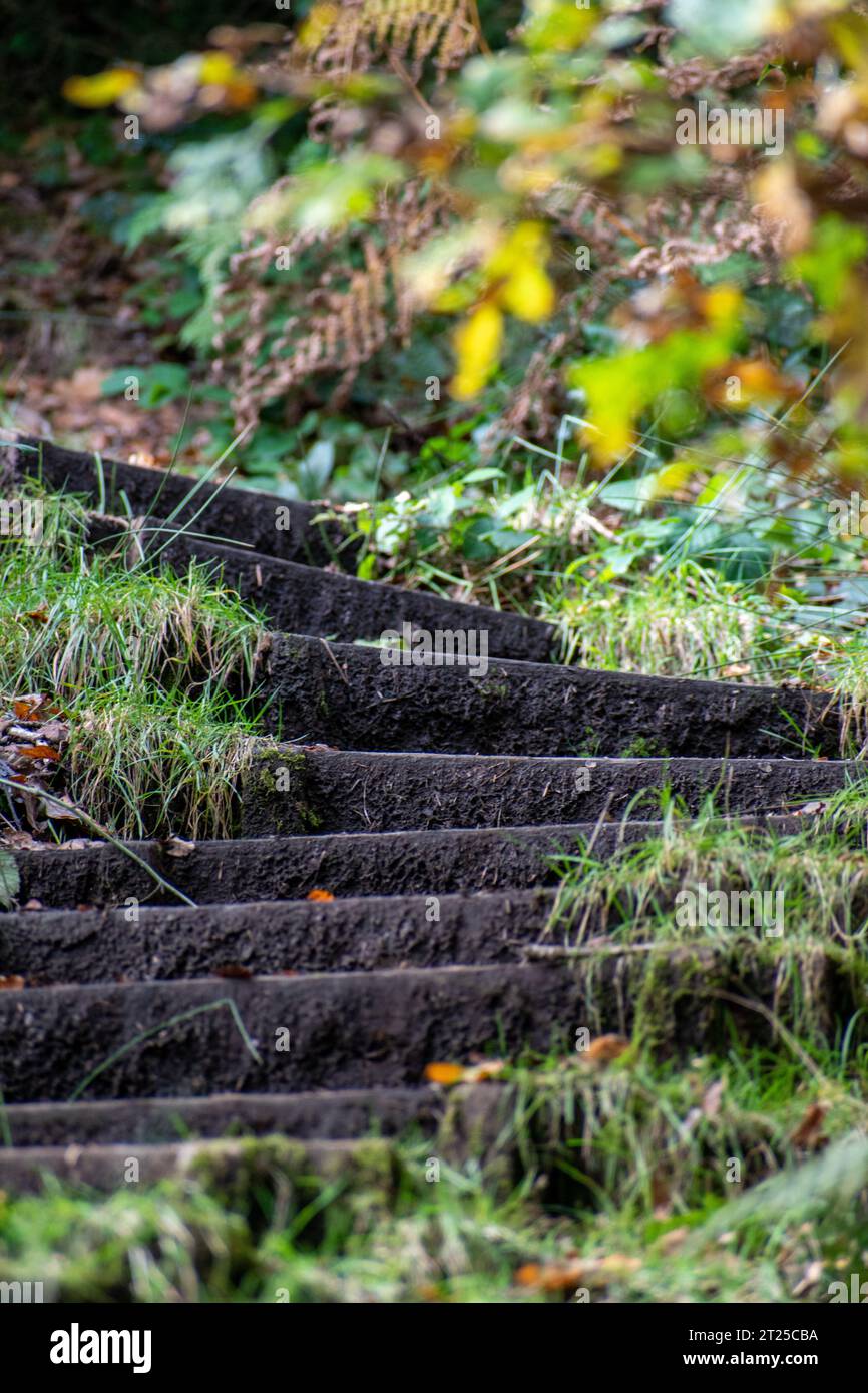 Rustic woodland hi-res stock photography and images - Alamy