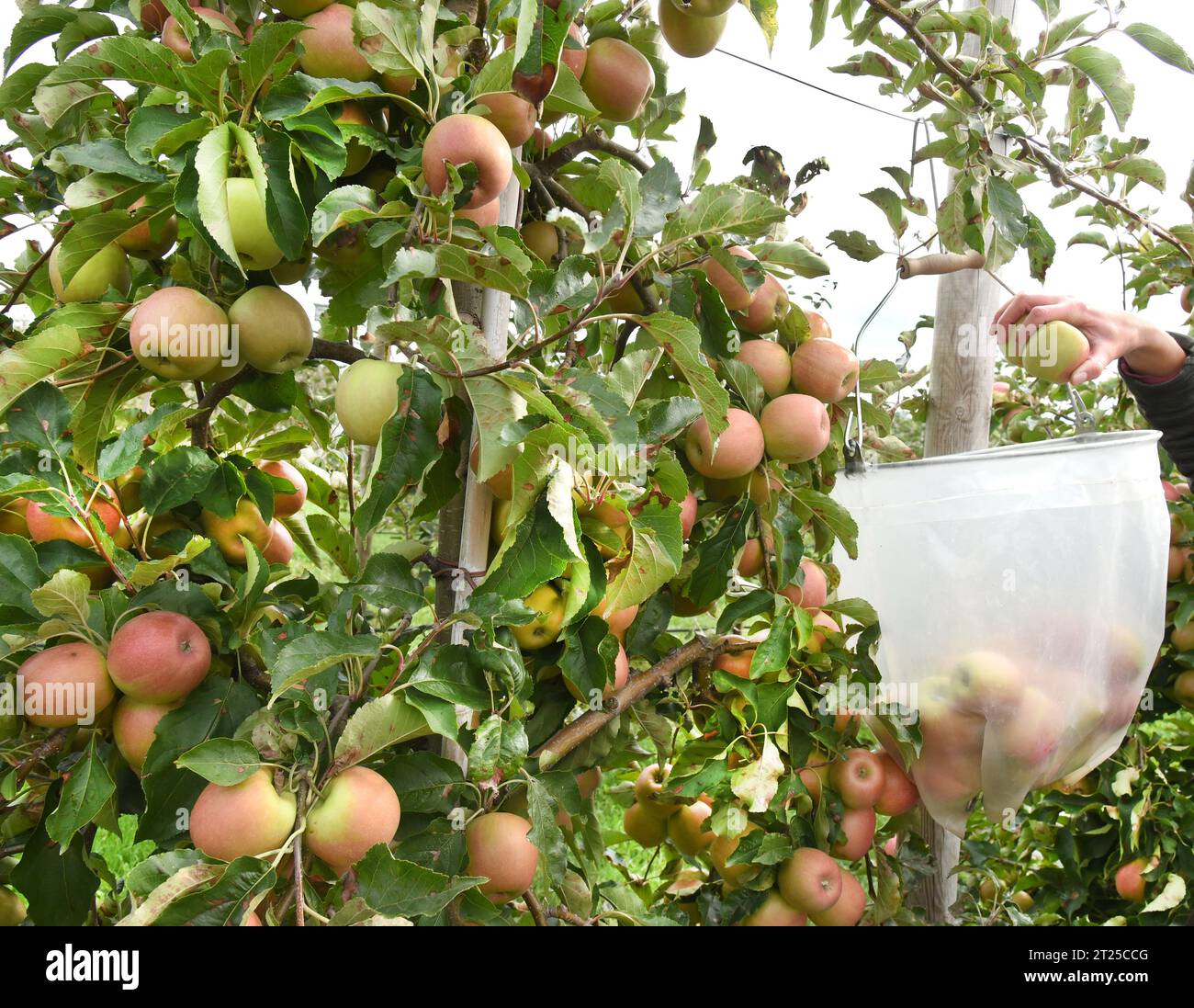 PRODUCTION - 16 October 2023, Saxony, Wurzen: On the orchard of the ...