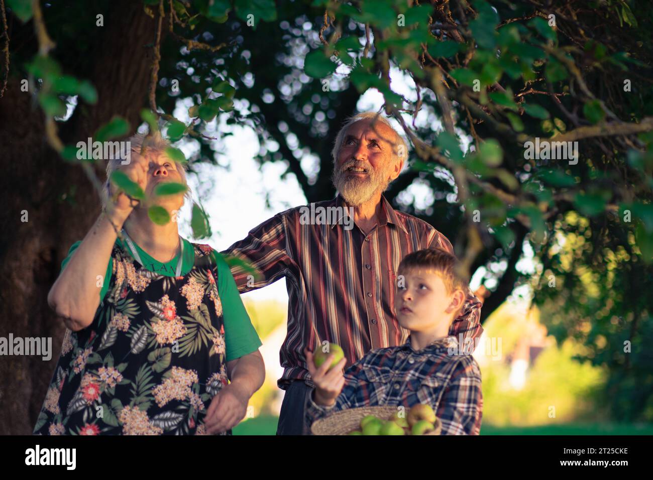 Grandparents and their grandson pick apples in a shady orchard. Family ...