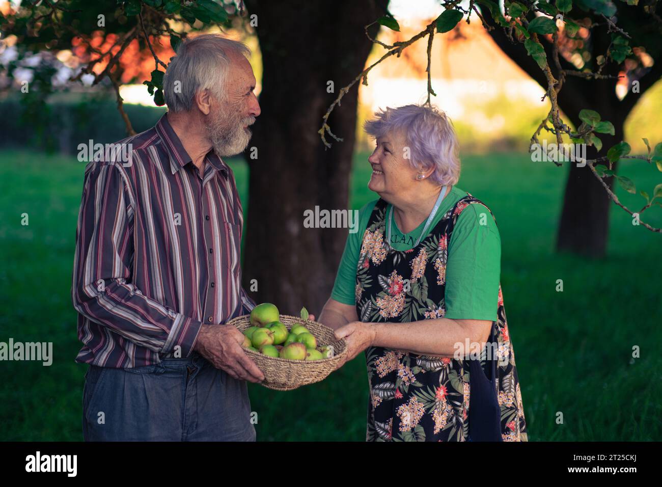 A couple of elderly people cheerfully picking apples in a shady orchard ...