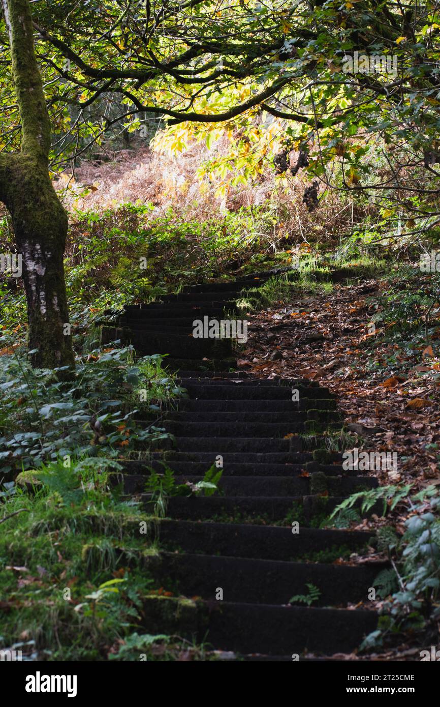 Rustic Woodland steps Stock Photo - Alamy