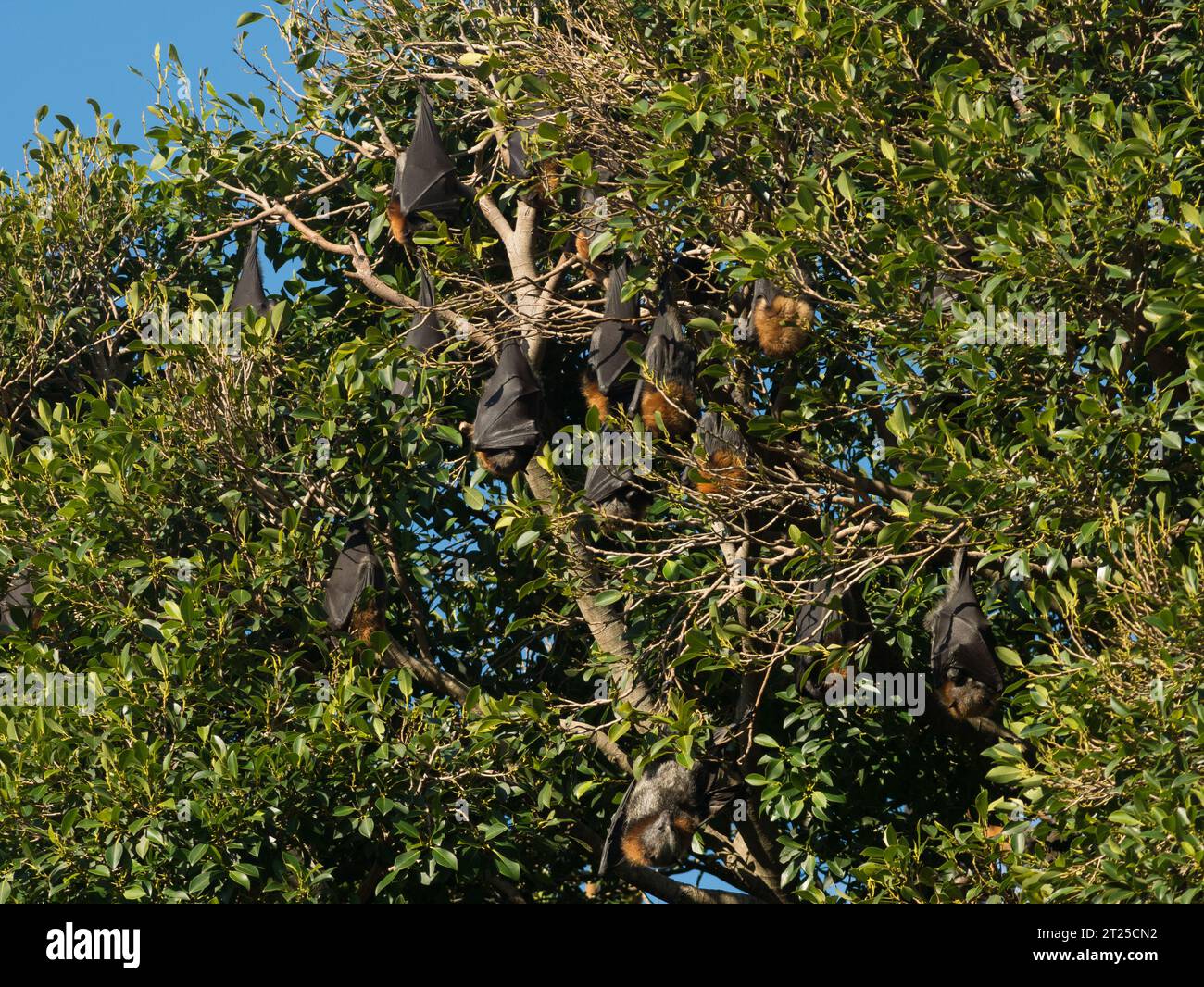 Grey headed flying foxes hang from tree with dense vegetation in ...