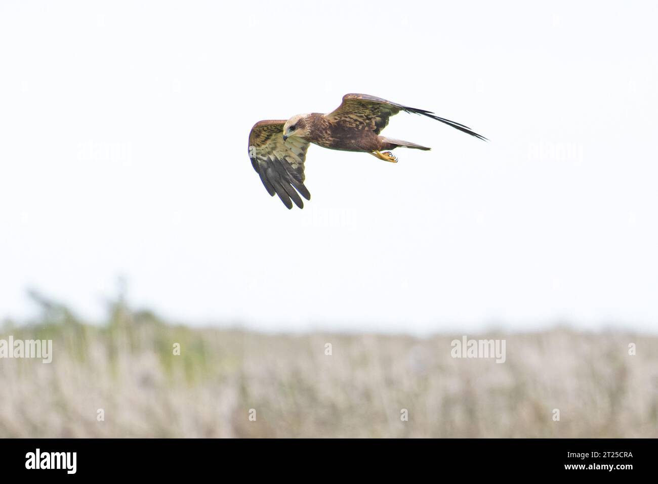 Marsh Harrier (Circus aeruginosus) male masquerading as a female ...