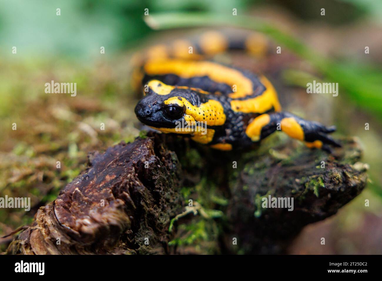 Nuremberg, Germany. 19th Sep, 2023. A fire salamander sits in its ...