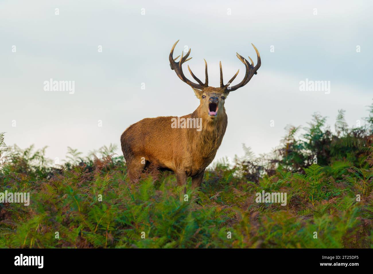 Bellowing red deer hi-res stock photography and images - Alamy