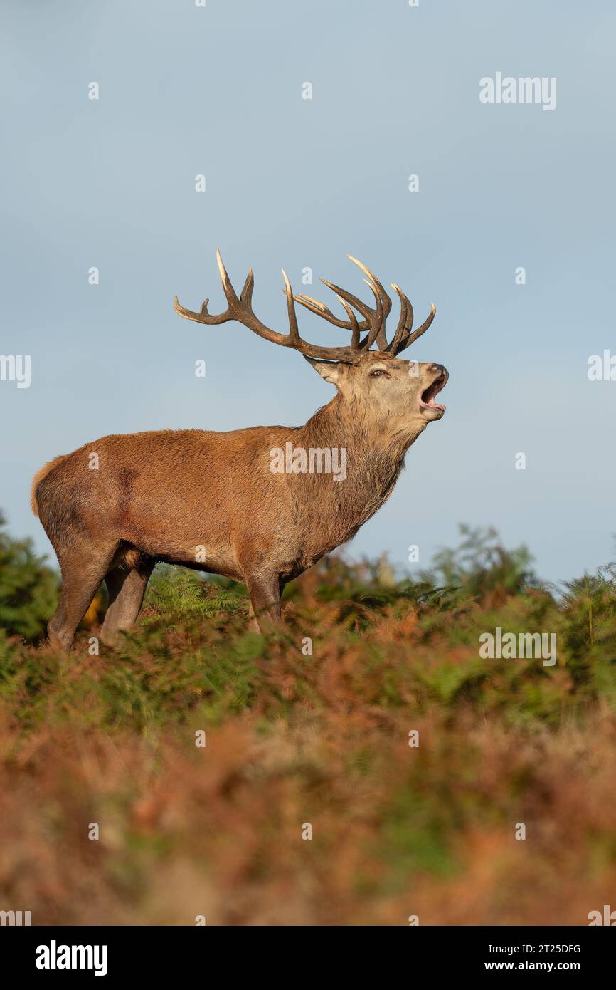 Red Deer Stag Bellowing Stock Photo - Alamy