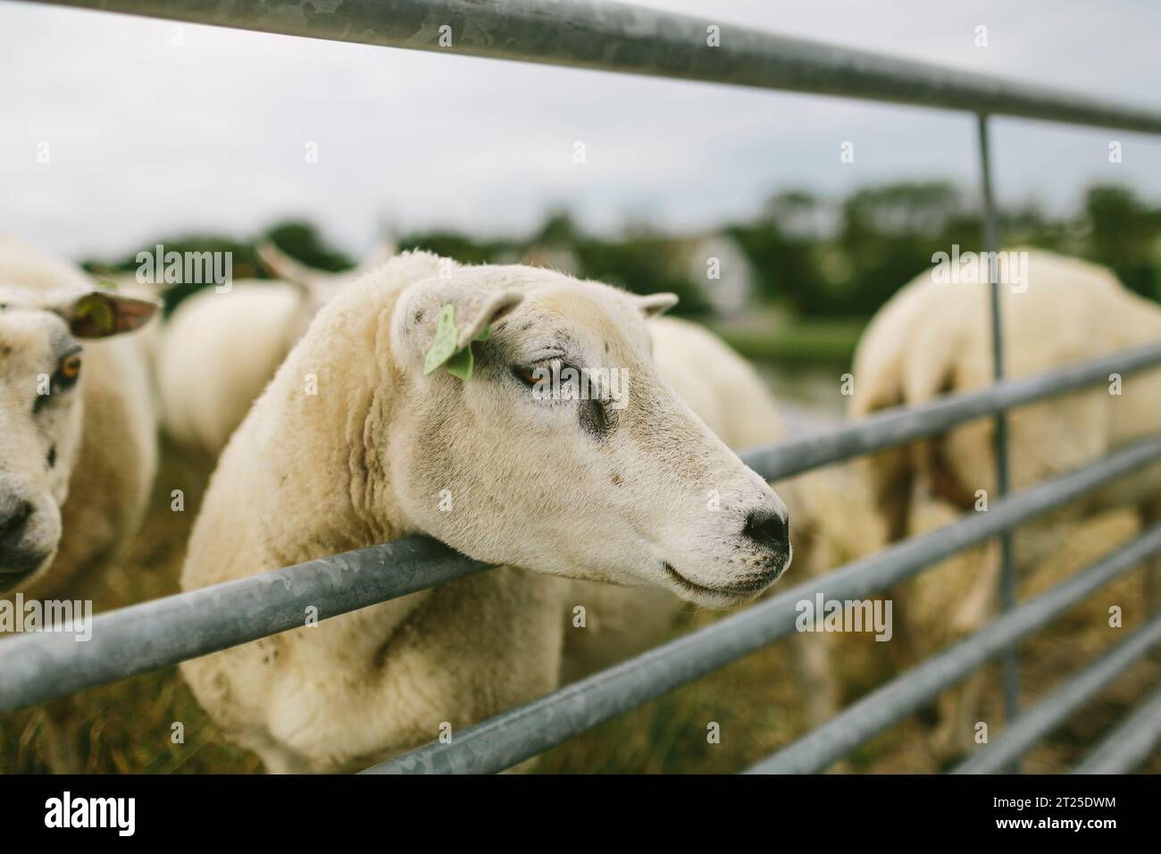 Sheep farms are scattered throughout the inner island of Texel ...