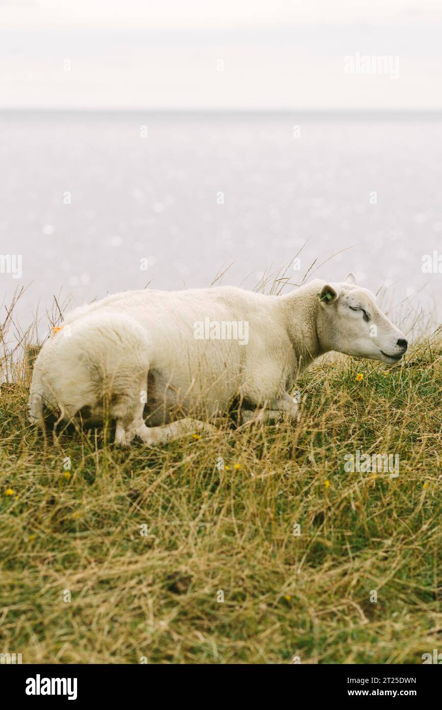 Sheep farms are scattered throughout the inner island Stock Photo - Alamy