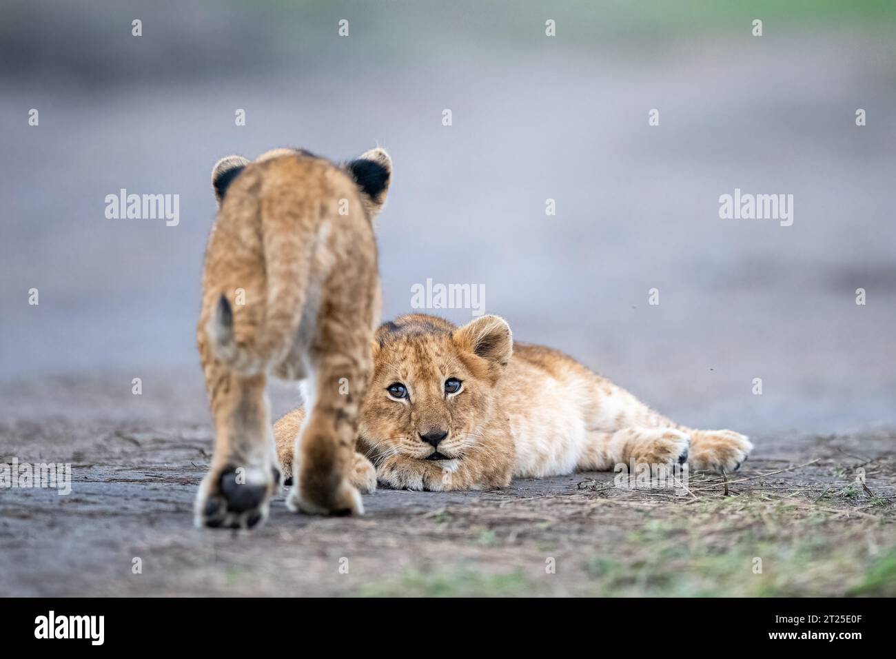 One cub walking towards another cub, while the other cub watches them ...