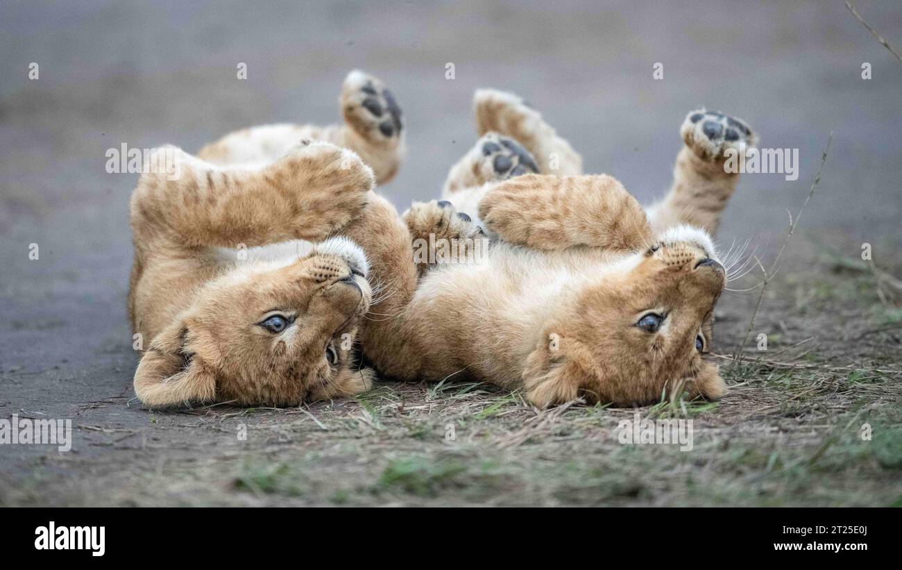 Two cubs on their back with paws up, playfighting. MASAI MARA, KENYA ...