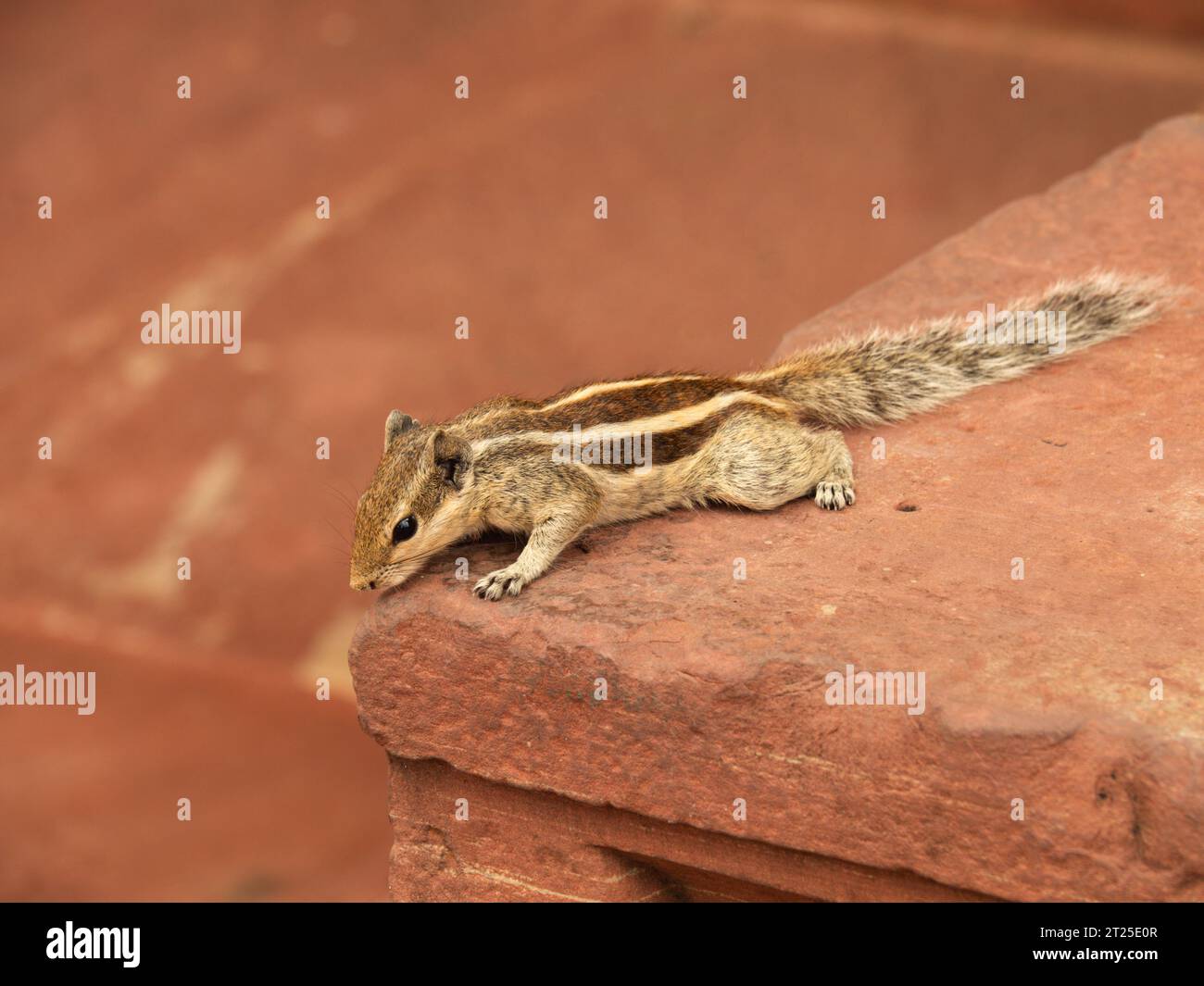 An Indian Palm Squirrel in Agra Fort, Agra, India Stock Photo - Alamy